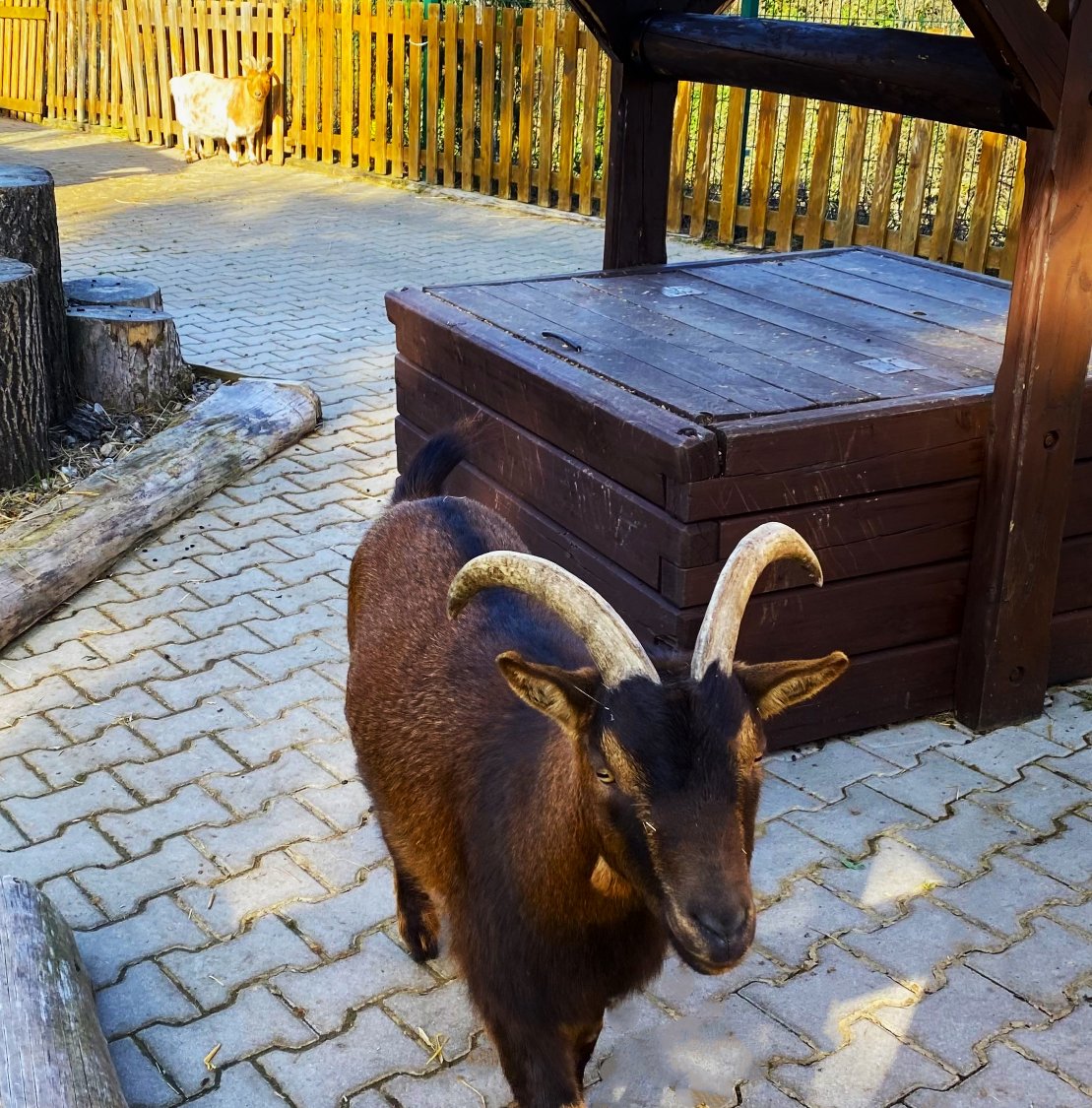 Solve Kozel - Goat jigsaw puzzle online with 9 pieces