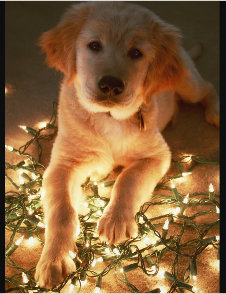 Solve Oh, Those Goldens! jigsaw puzzle online with 20 pieces