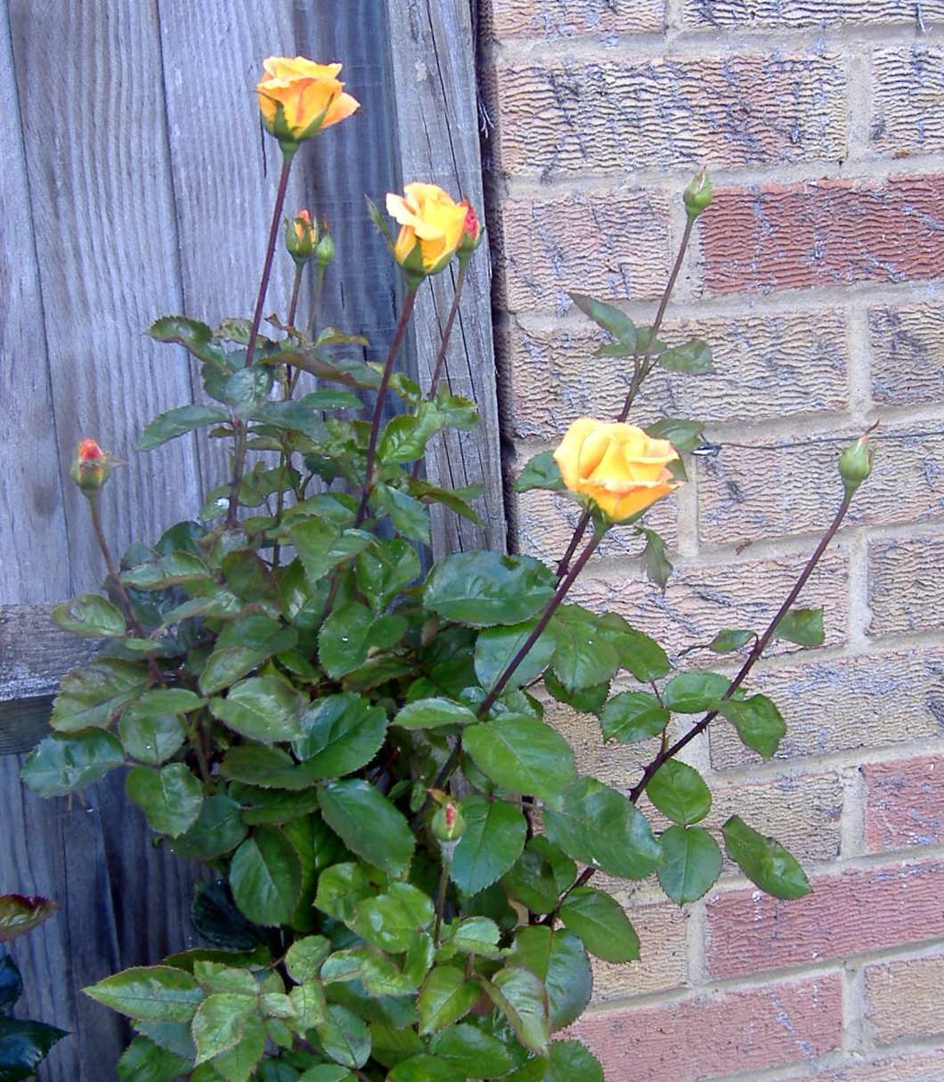 Solve Seasonal - Nature - Garden - Rose - Whiskey Mac 1 jigsaw puzzle ...