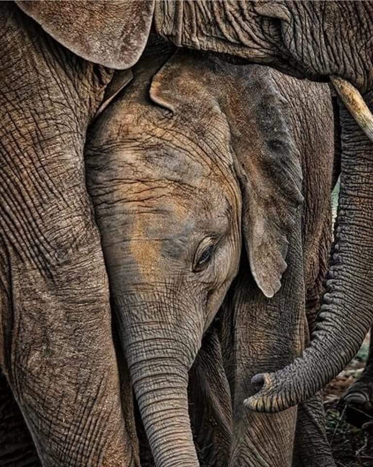 Solve Elephants jigsaw puzzle online with 30 pieces