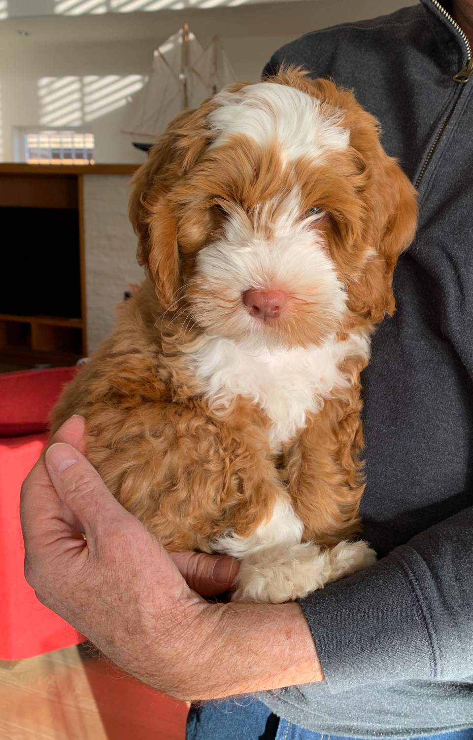 Solve Savvy the very cute Australian Labradoodle puppy jigsaw puzzle ...