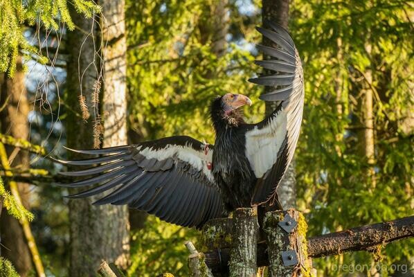 Solve California Condor sunning in new exhibit jigsaw puzzle online ...