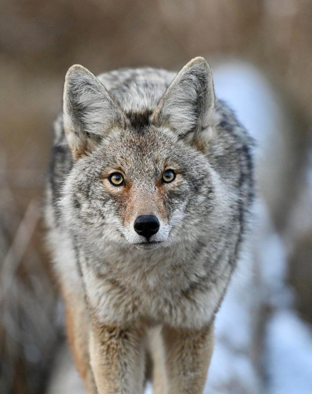 Solve Female coyote jigsaw puzzle online with 154 pieces