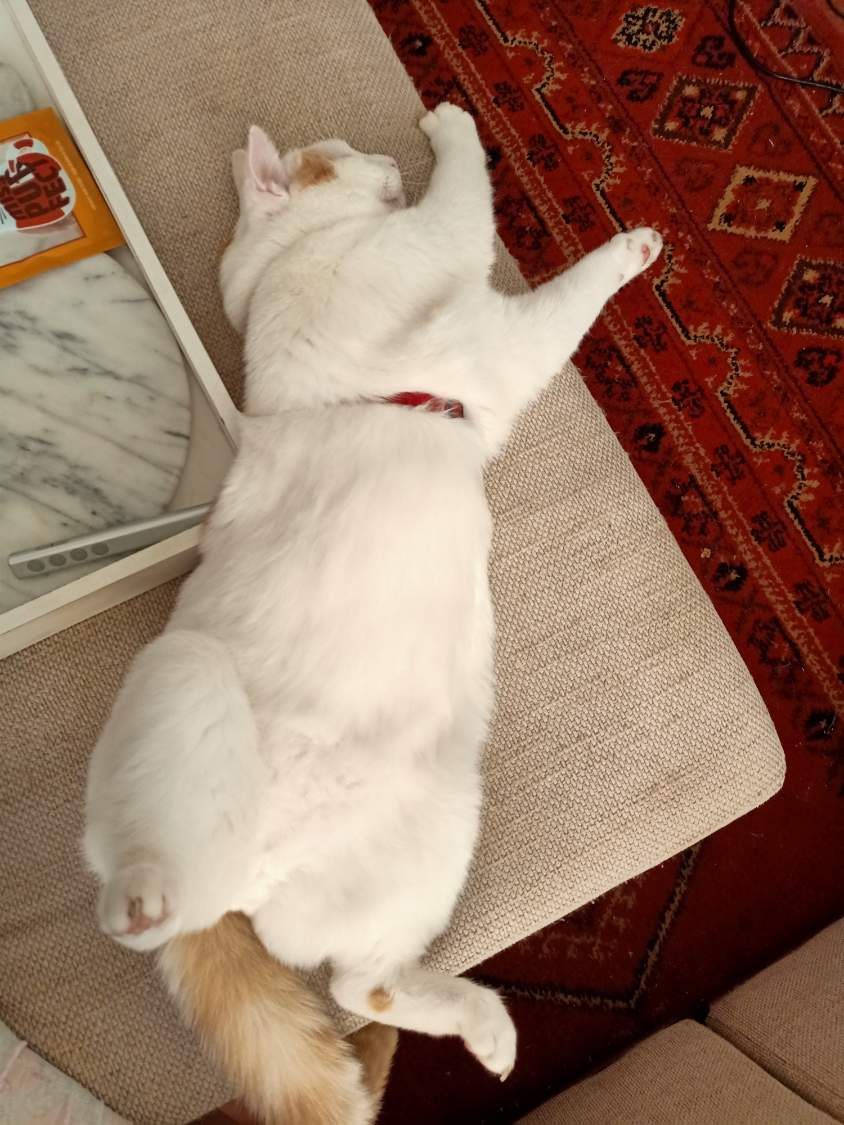 Jigsaw Puzzle | Dorus (in "belly rub" pose) | 30 pieces | Jigidi