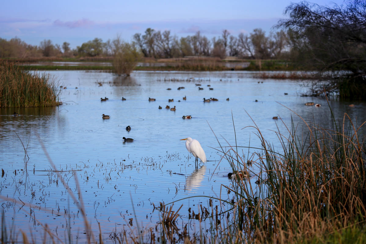 Solve GREAT EGRET AND FRIENDS jigsaw puzzle online with 96 pieces