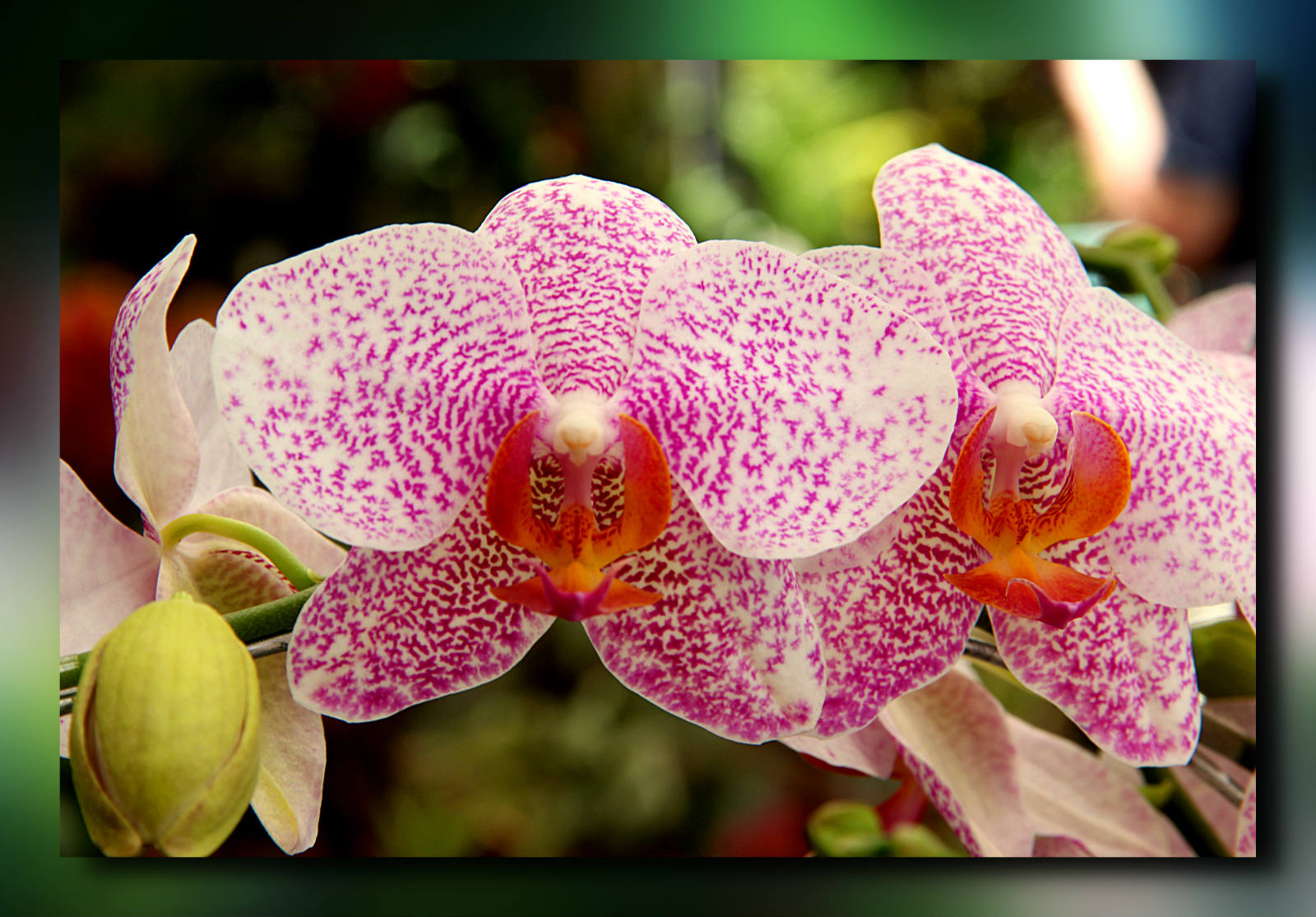 Solve orchid jigsaw puzzle online with 408 pieces
