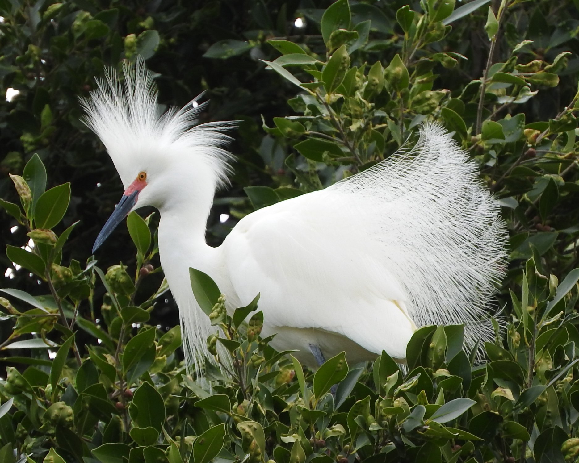 Solve Snowy Egret in breeding regalia, Lake San Marcos, San Marcos ...