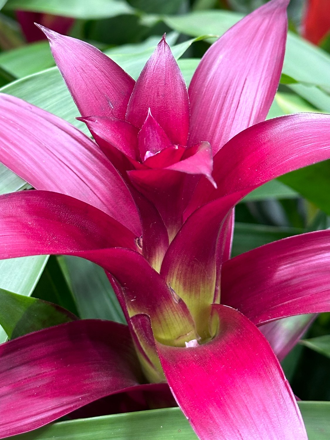 Solve Christmas bromeliad jigsaw puzzle online with 63 pieces