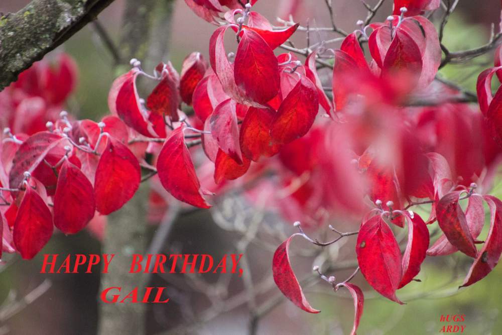 Solve Happy Birthday, Gail (Gaillou) jigsaw puzzle online with 12 pieces