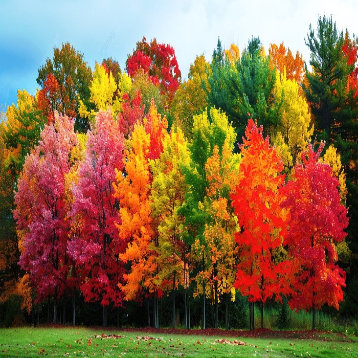 Solve colorful trees jigsaw puzzle online with 81 pieces
