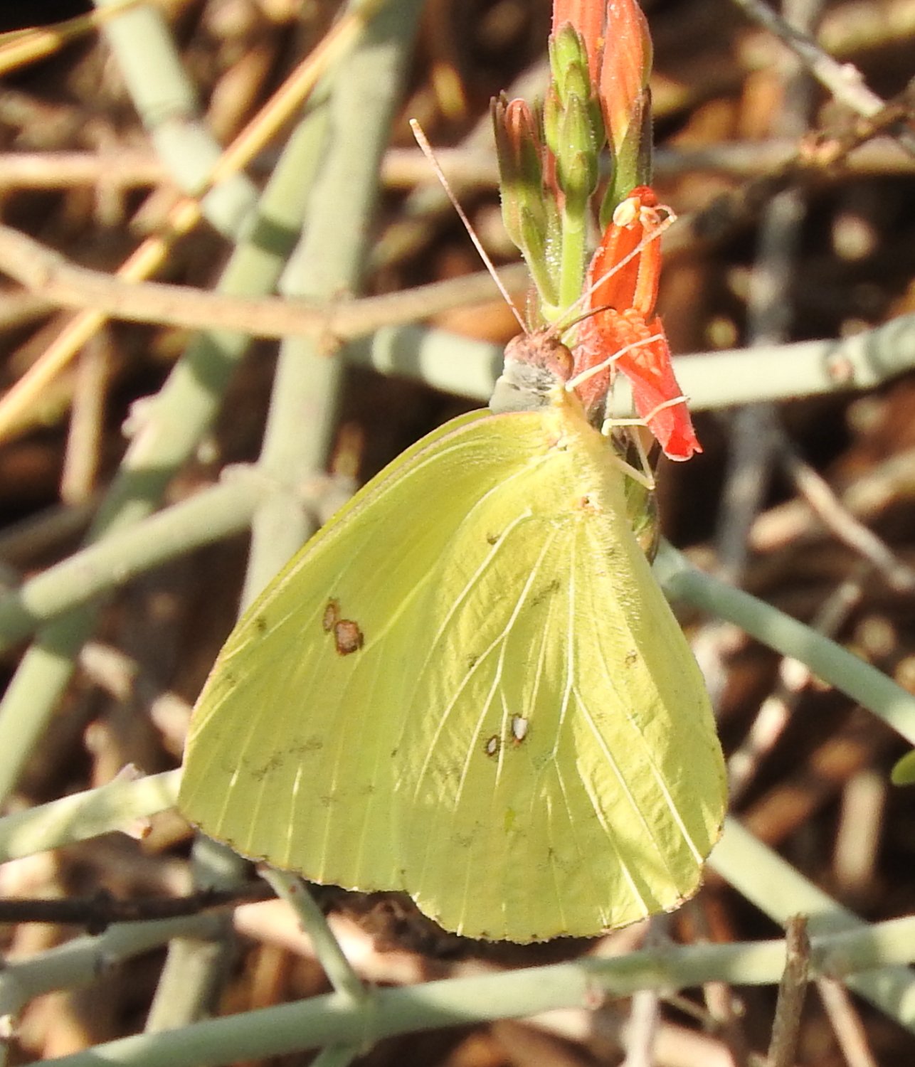 Solve Cloudless Sulfur Butterfly on Chuparosa Flower at Palomar College ...