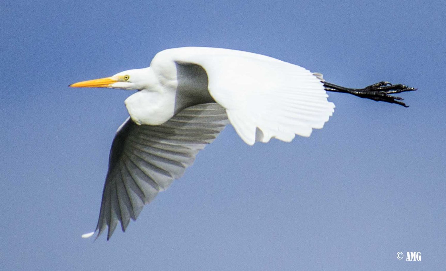 Solve Egret jigsaw puzzle online with 15 pieces