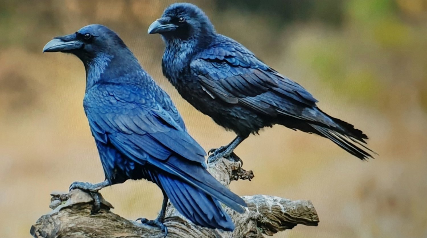 Solve Ravens #5 jigsaw puzzle online with 28 pieces