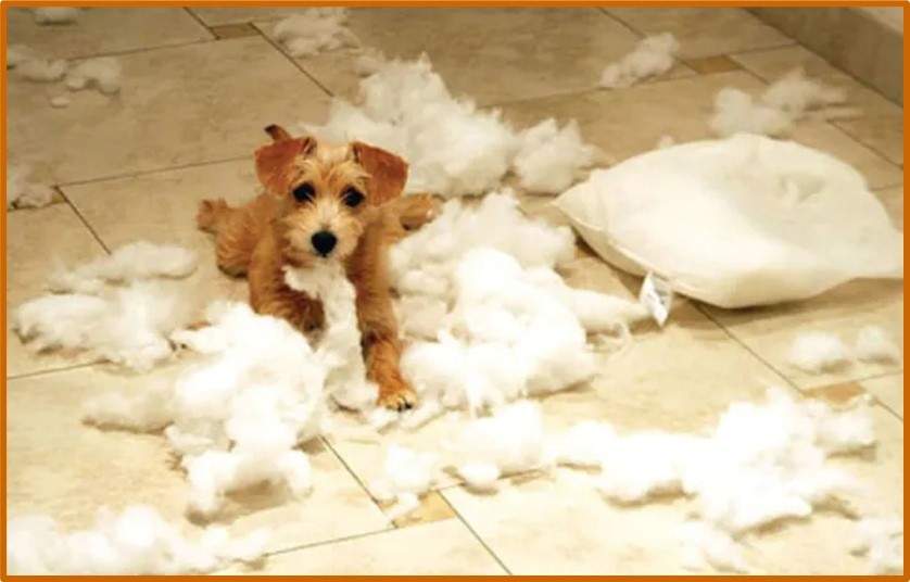 Solve The Pillow Exploded! I Don't Know What Happened! jigsaw puzzle ...