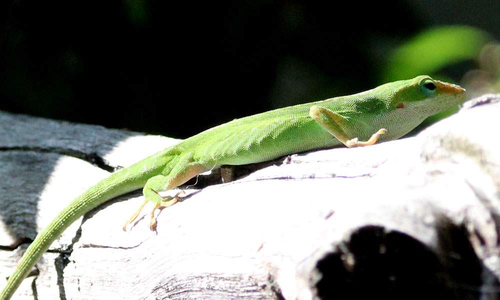 Solve Gold Dust Day Gecko at the zoo, San Diego, California jigsaw ...