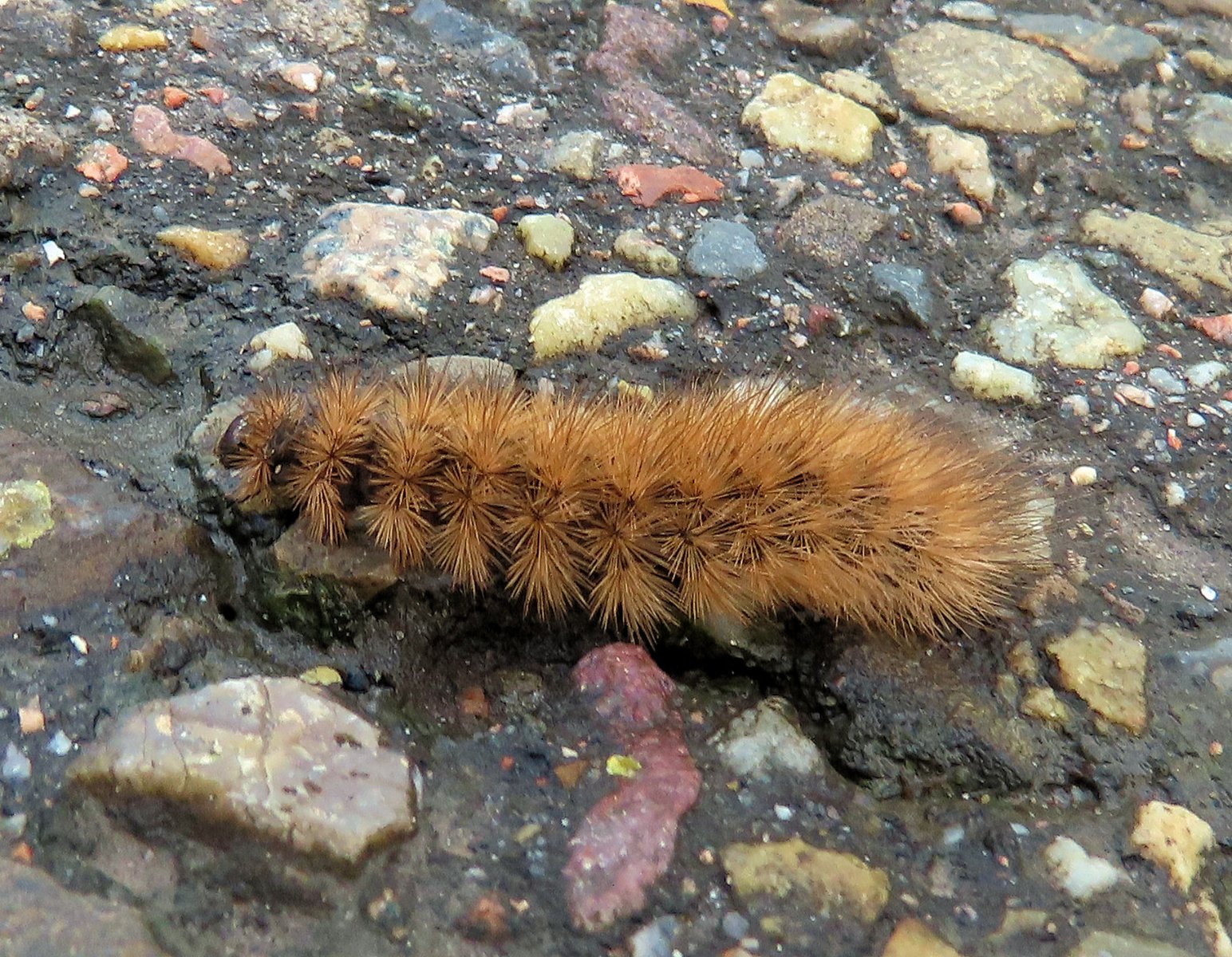 Solve ruby tiger moth caterpillar (rups van kleine beer) jigsaw puzzle ...