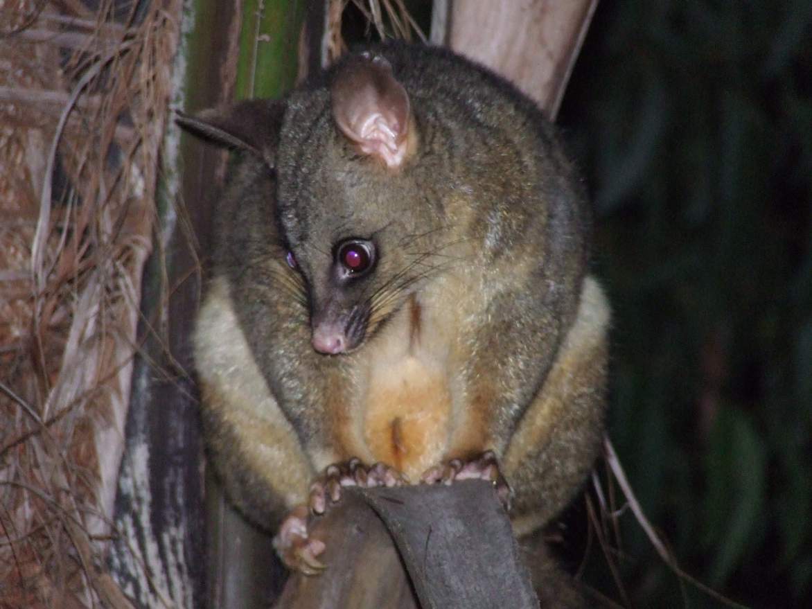 Solve Hello Possums jigsaw puzzle online with 20 pieces