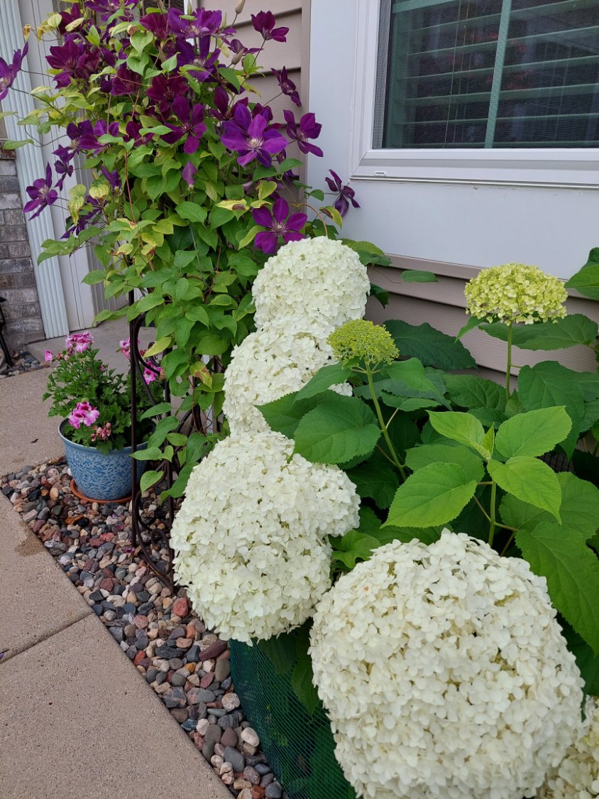Solve Hydrangea, clematis, and geranium jigsaw puzzle online with 12 pieces