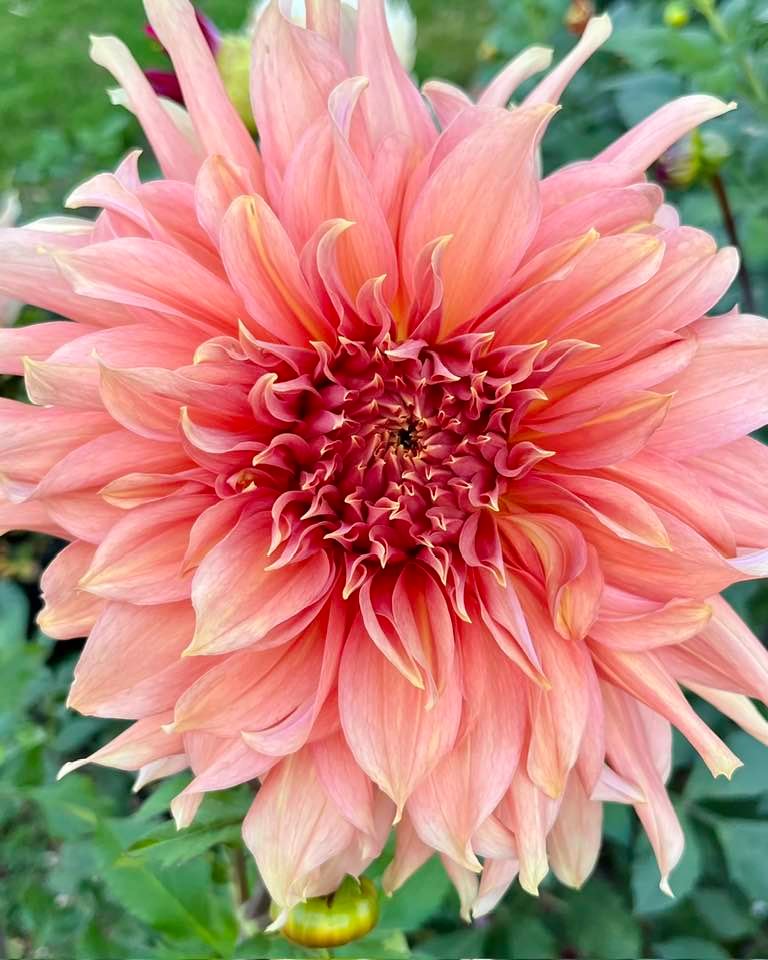 Solve Dahlia jigsaw puzzle online with 80 pieces