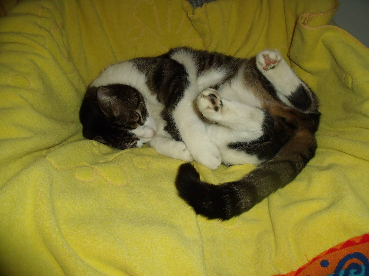 Solve Comfy sunday pose after a noisy carnaval night jigsaw puzzle ...