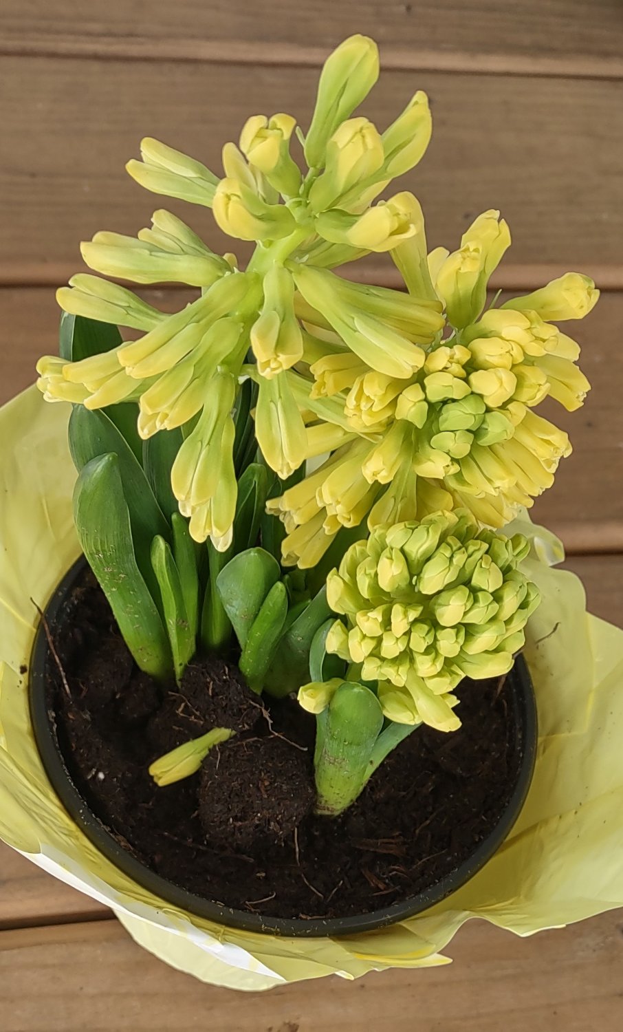 Solve You Can Almost Smell Them! jigsaw puzzle online with 60 pieces