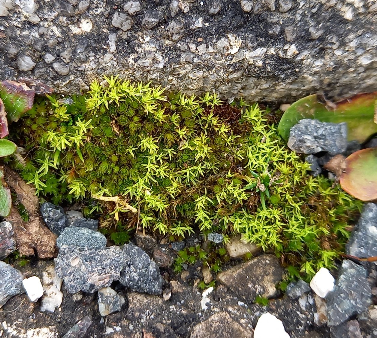 Solve Urban Biodiversity jigsaw puzzle online with 30 pieces