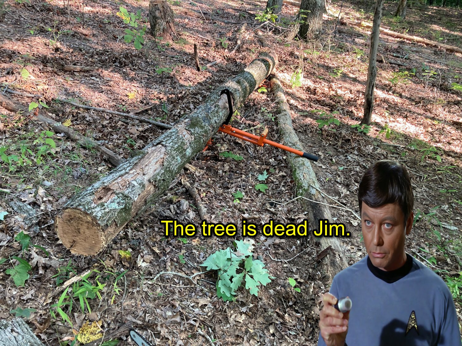 Solve The tree is dead Jim. jigsaw puzzle online with 12 pieces