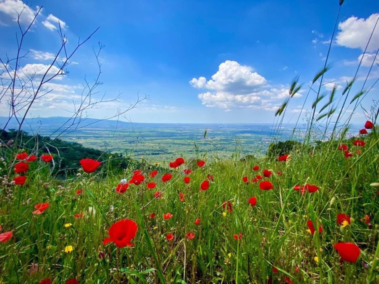 Solve Cecilia D' Orazi - Poppies (roman country side seen from Tivoli -monte Ripoli-) jigsaw ...