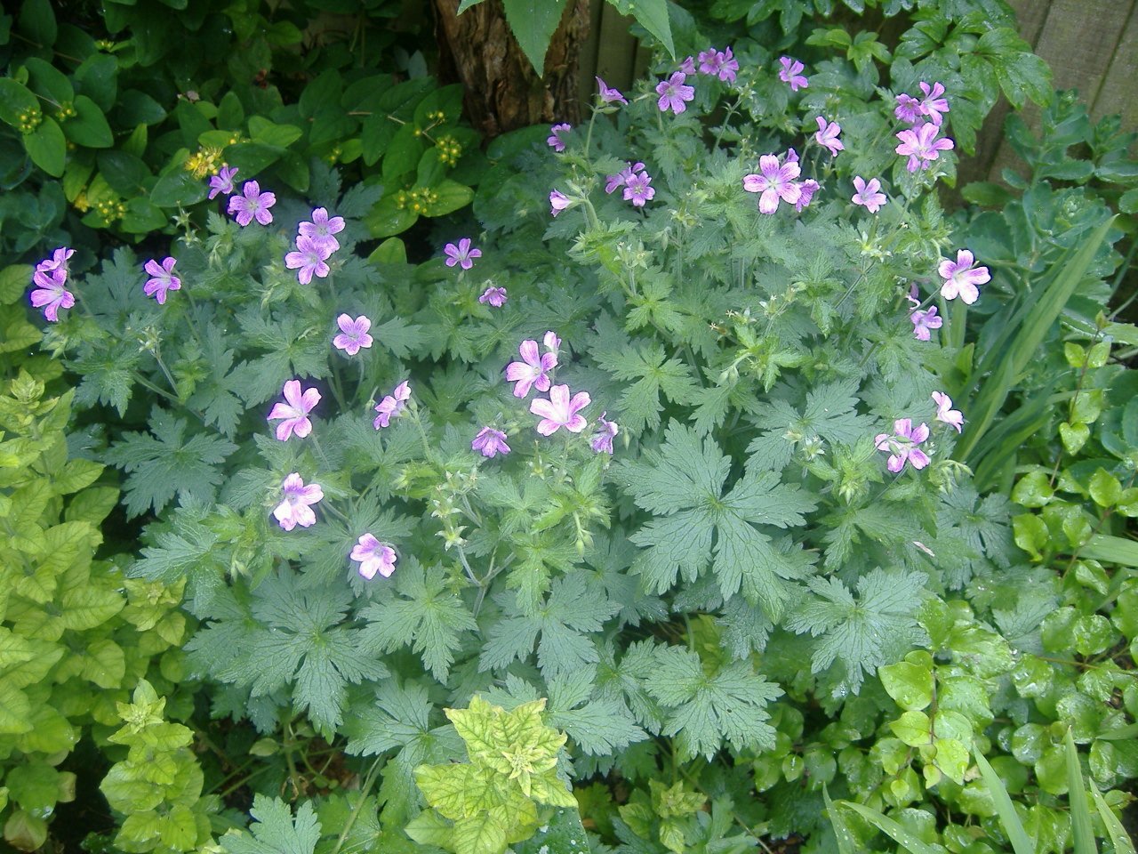 Solve Seasonal Nature - Summer - Garden - Wild Geranium (12 - 357 ...