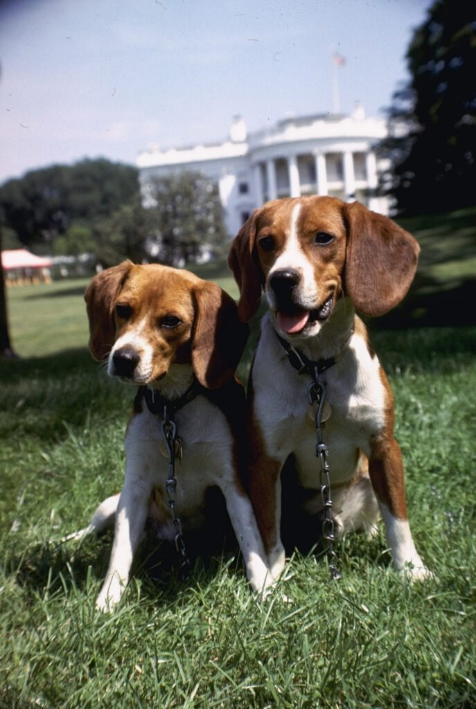 Solve Him and Her, pet Beagles of President Lyndon B. Johnson, sitting ...