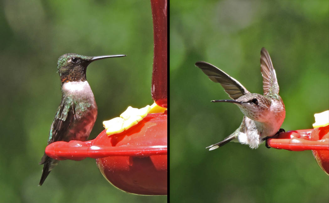Solve Hummingbirds are back jigsaw puzzle online with 24 pieces