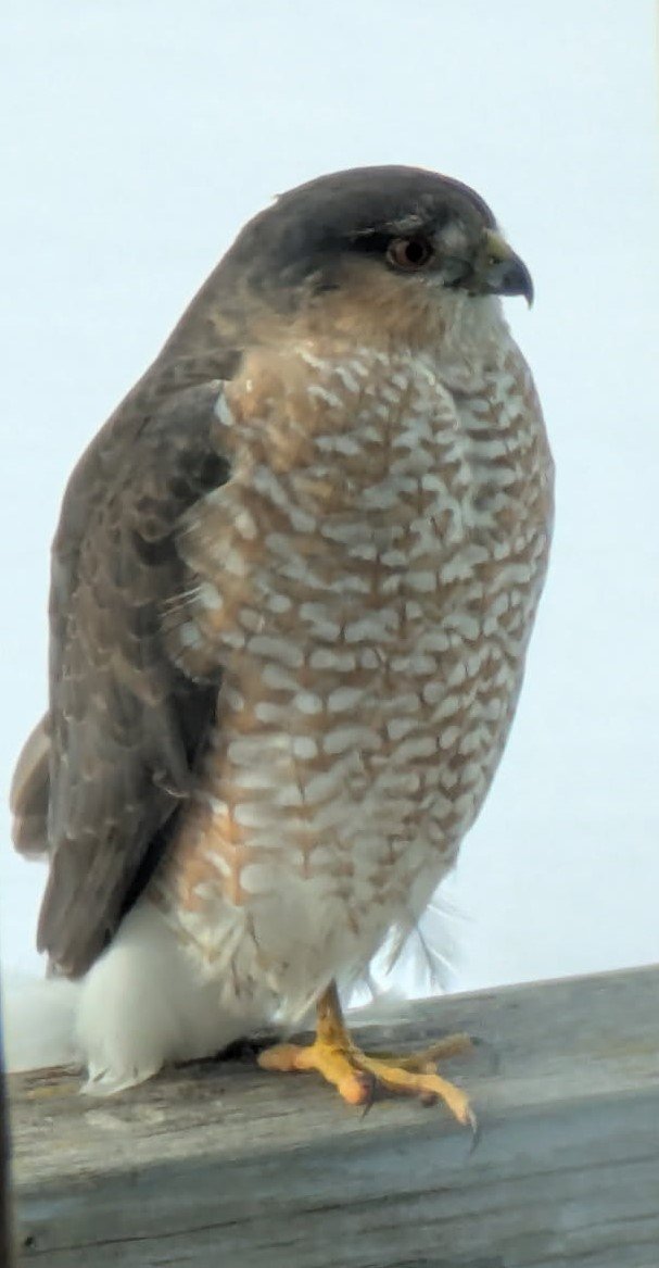 Solve image0 - Copy jigsaw puzzle online with 66 pieces