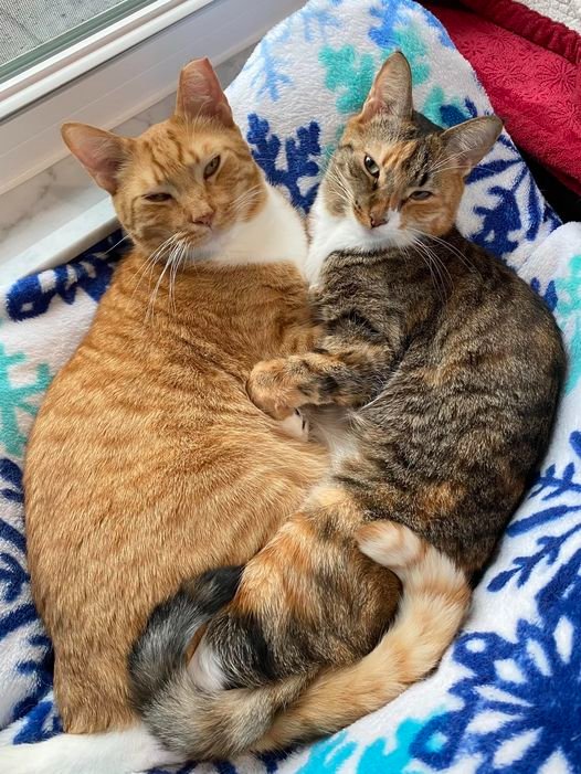 Solve Marmalade and Calypso jigsaw puzzle online with 99 pieces