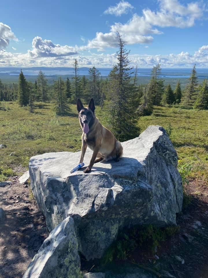 Solve Riisitunturin kiertäjä 🤗 jigsaw puzzle online with 63 pieces