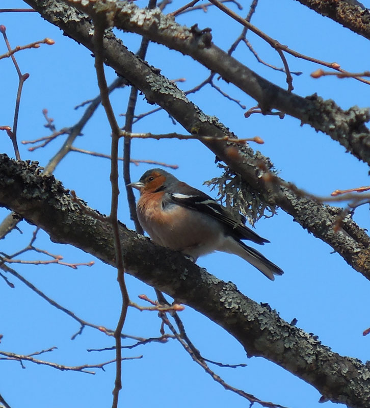 Solve Peipponen jigsaw puzzle online with 72 pieces