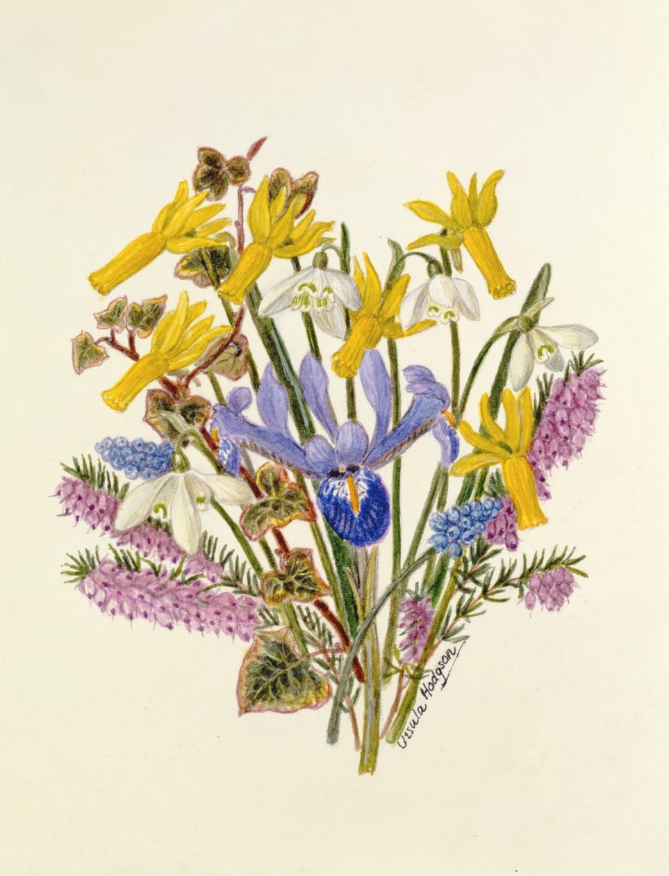 Solve Ursula Hodgson - Snowdrop, Narcissus Cyclamineus, Iris Reticulata ...