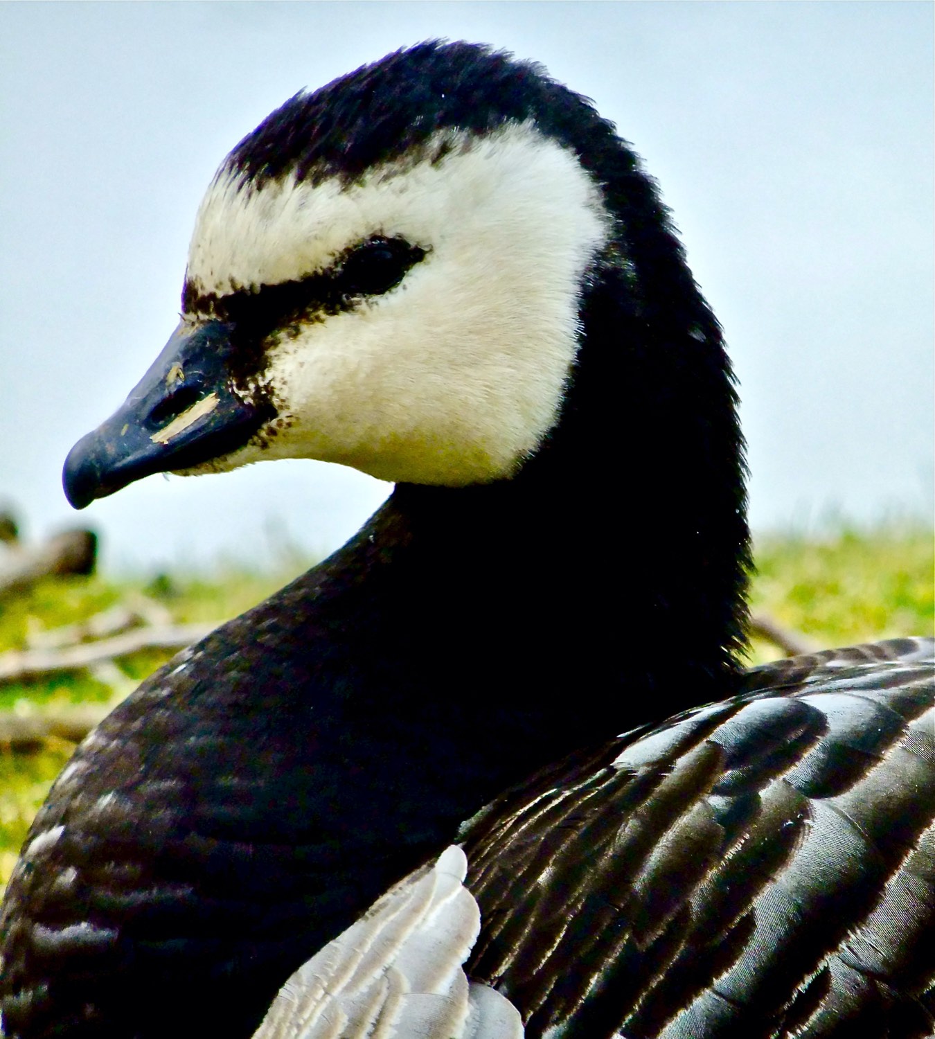 Solve Barnacle Goose jigsaw puzzle online with 110 pieces