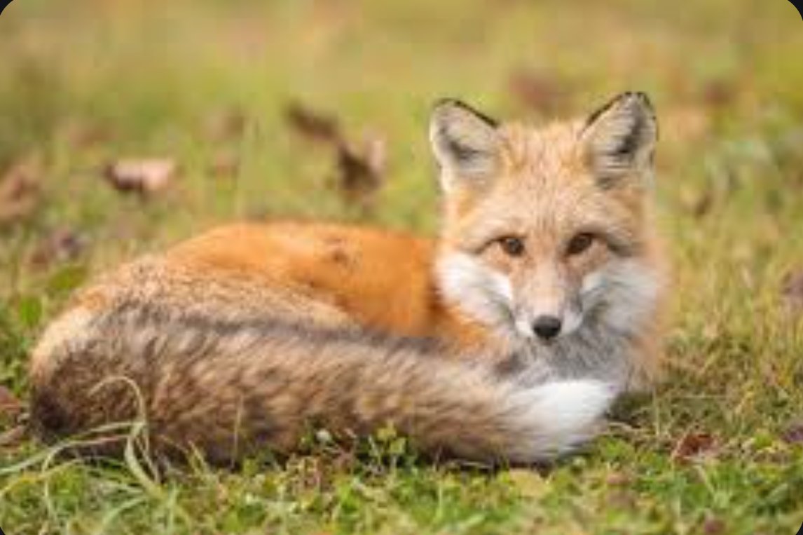 Solve Fox jigsaw puzzle online with 77 pieces