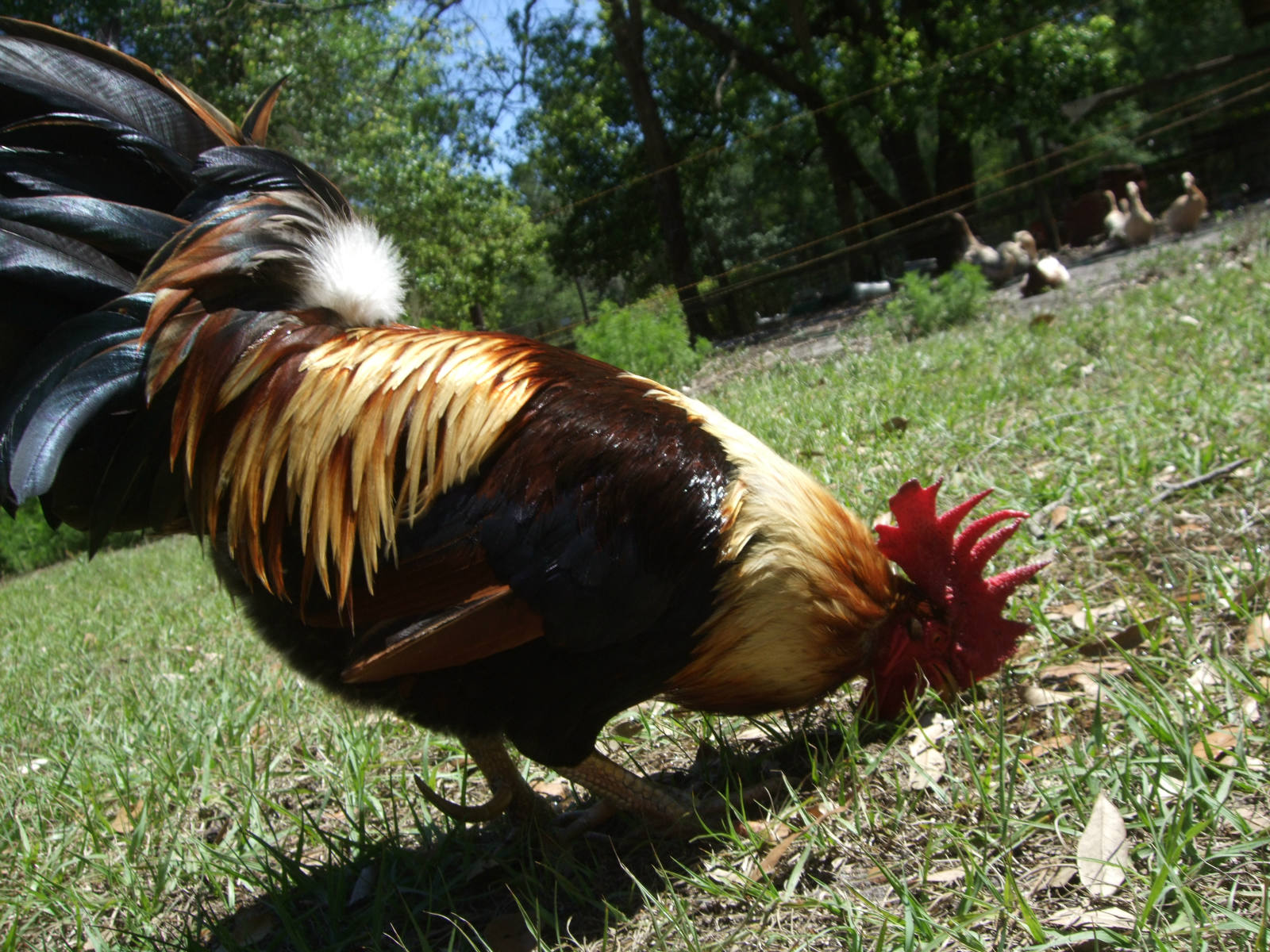 Solve Pet Rooster jigsaw puzzle online with 252 pieces