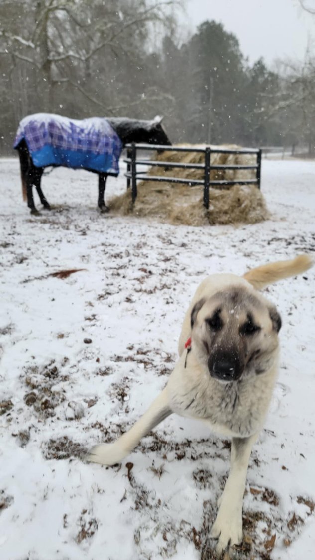 Solve Livestock Guardian Judge Judy with Horse jigsaw puzzle online ...