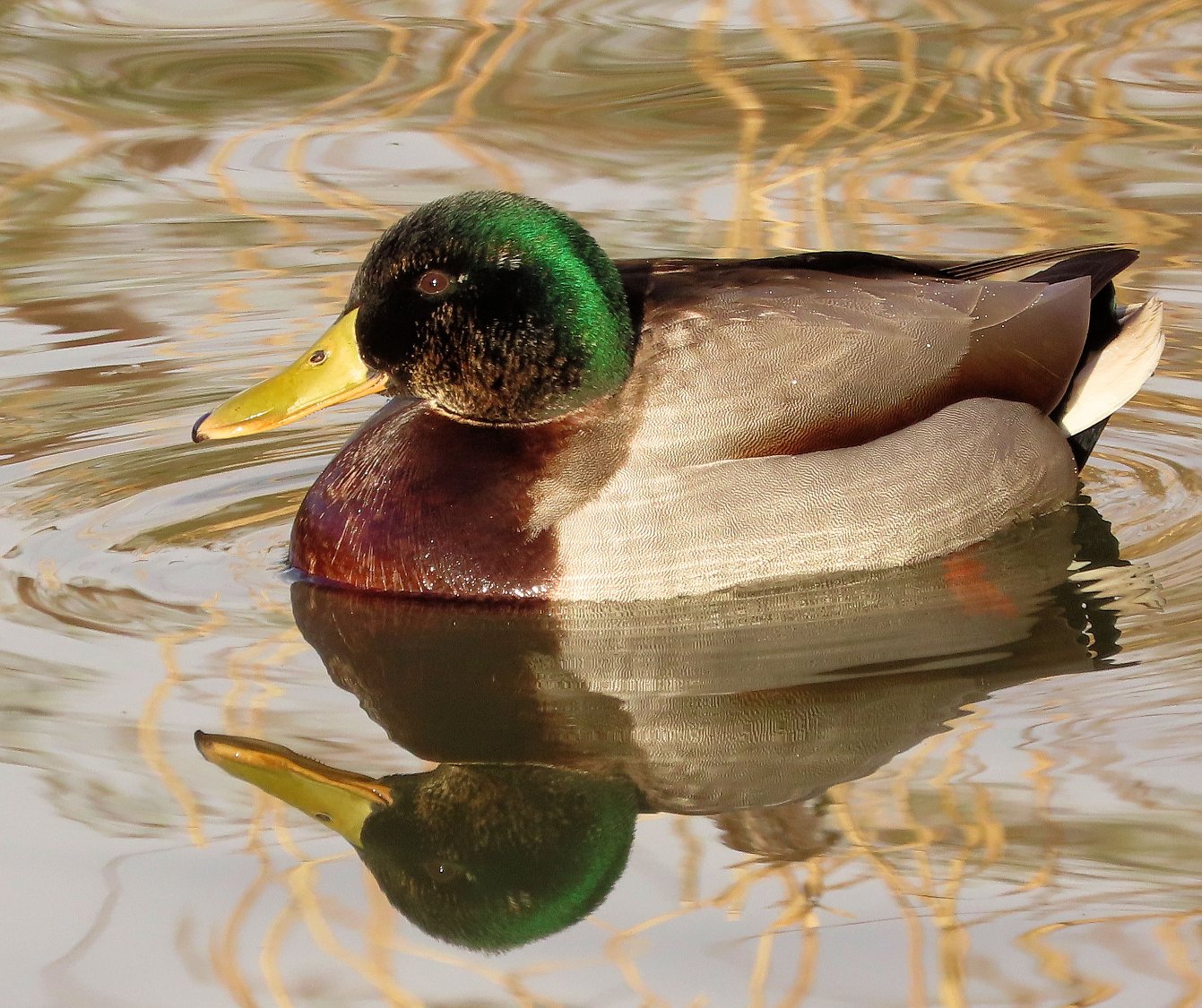 Solve male mallard, reflected jigsaw puzzle online with 30 pieces