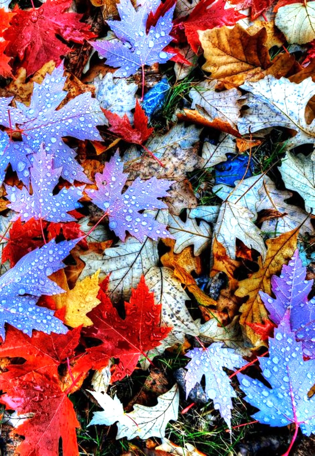 Jigsaw Puzzle | 140 pieces | Fall Colors | Jigidi