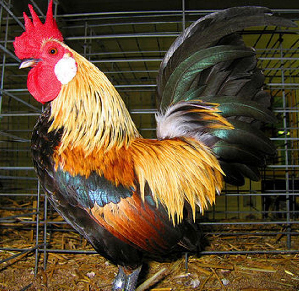 Solve Rooster jigsaw puzzle online with 121 pieces