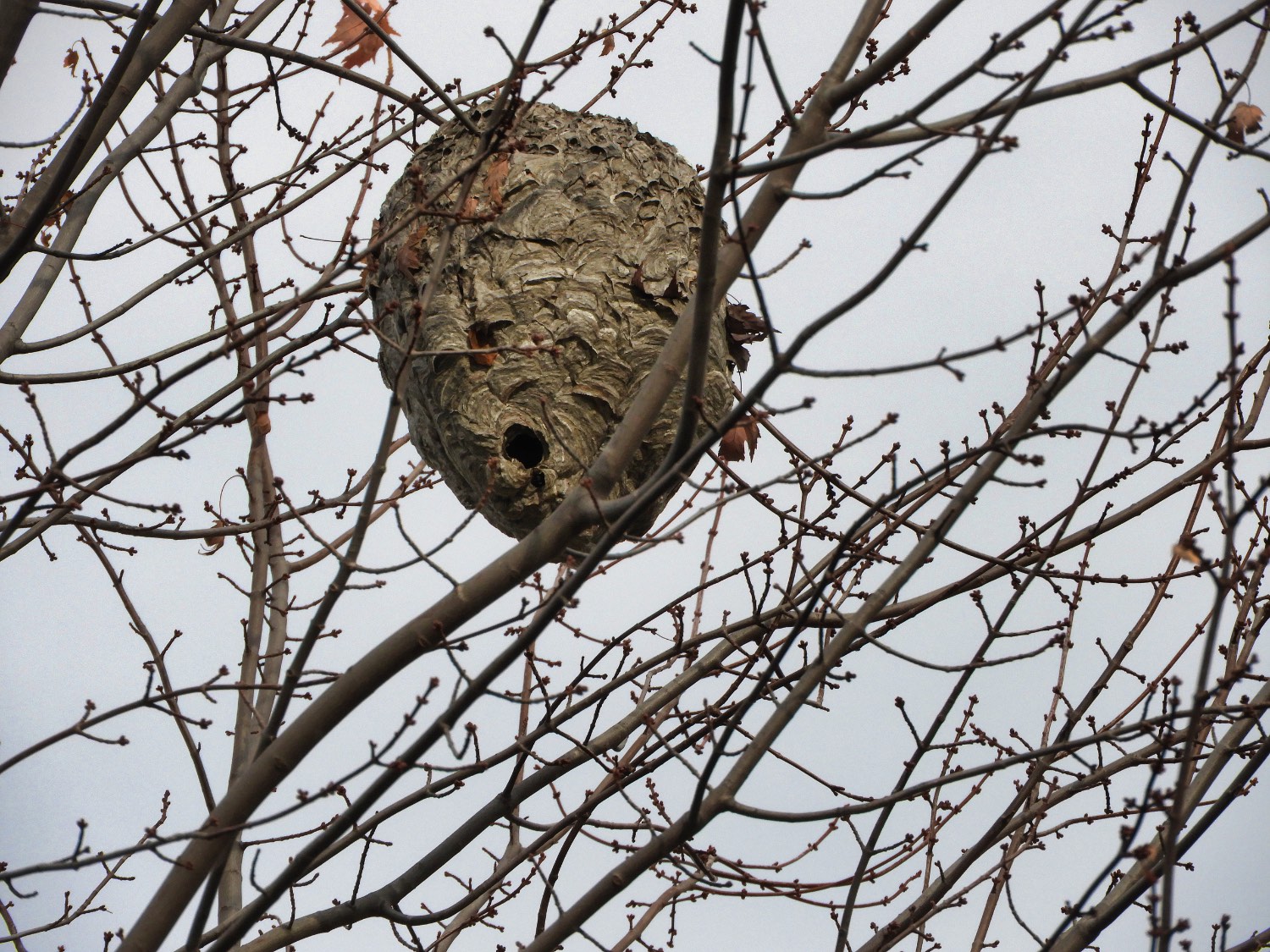Solve A paper wasp nest jigsaw puzzle online with 20 pieces