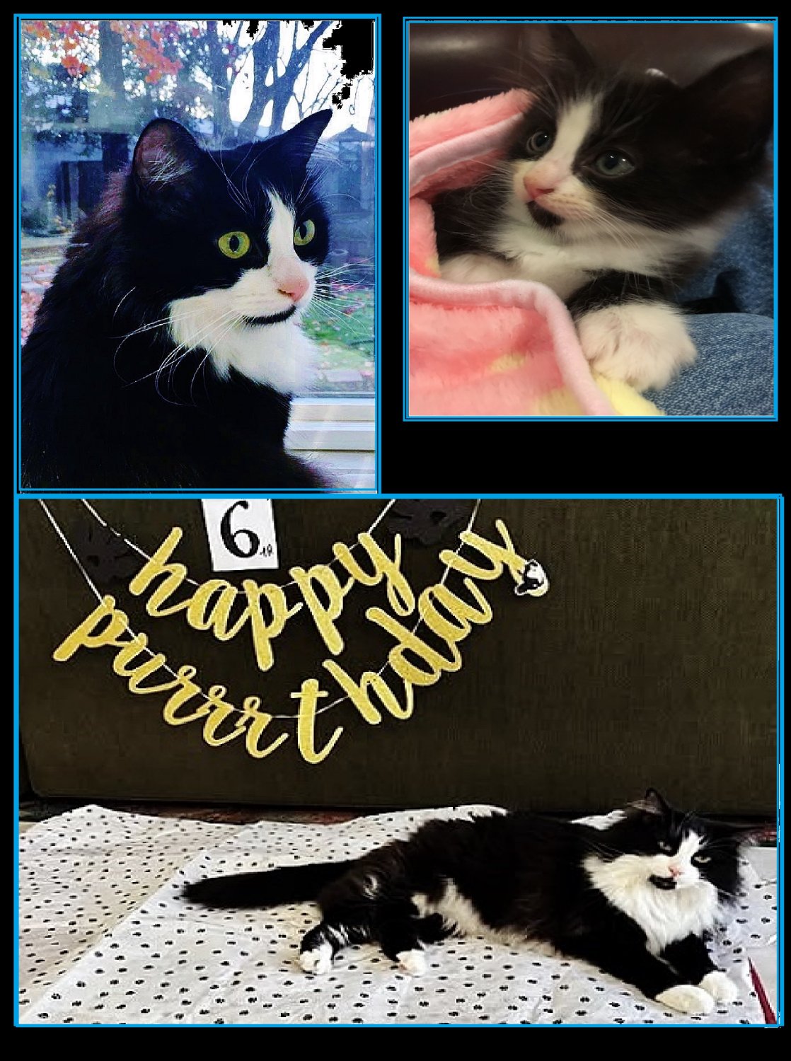 Solve Izzy just turned 6! jigsaw puzzle online with 192 pieces