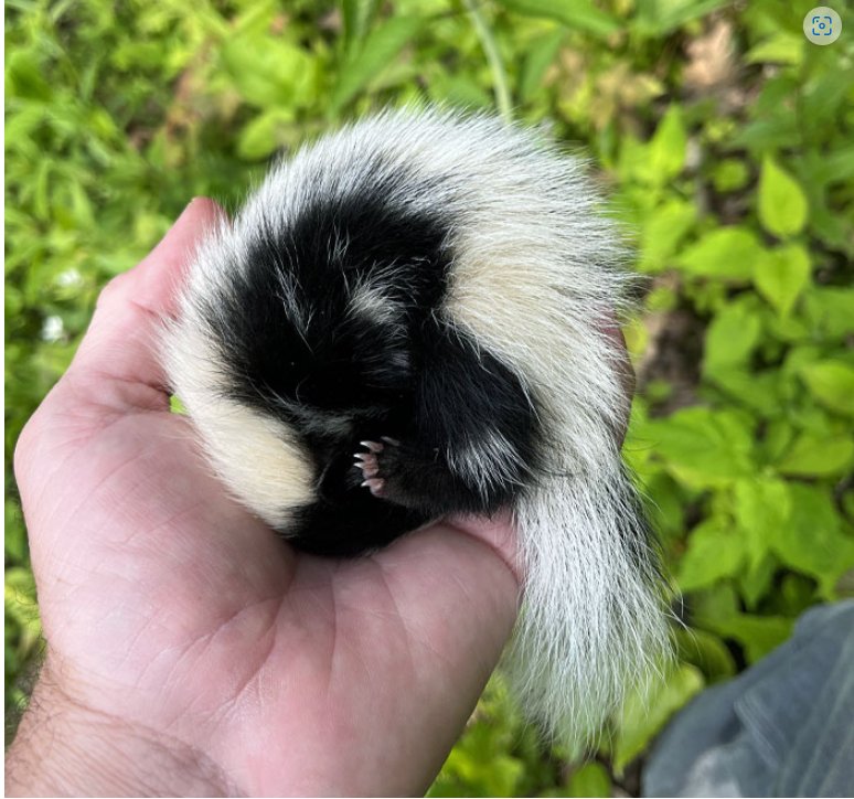 Solve Baby Skunk. jigsaw puzzle online with 16 pieces