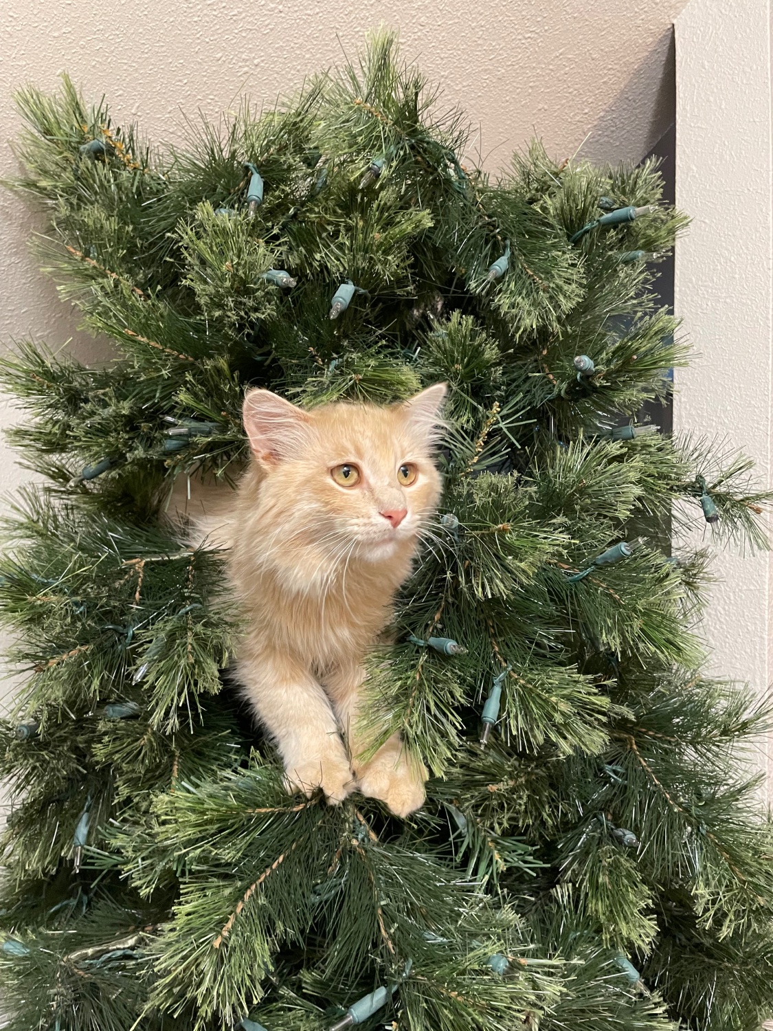 Solve Getting into trouble jigsaw puzzle online with 300 pieces