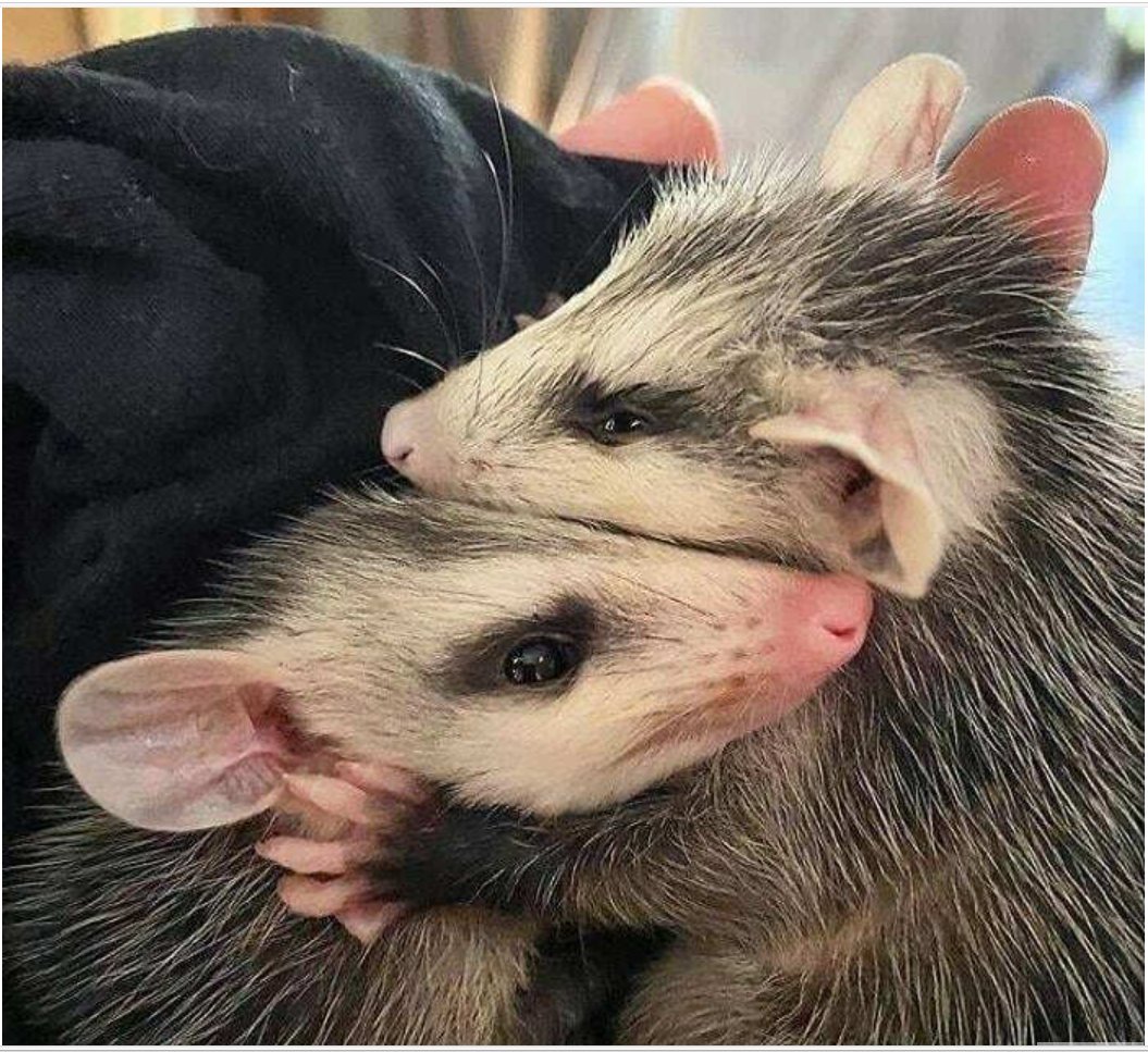 Solve I Wuv You, Bro! jigsaw puzzle online with 16 pieces