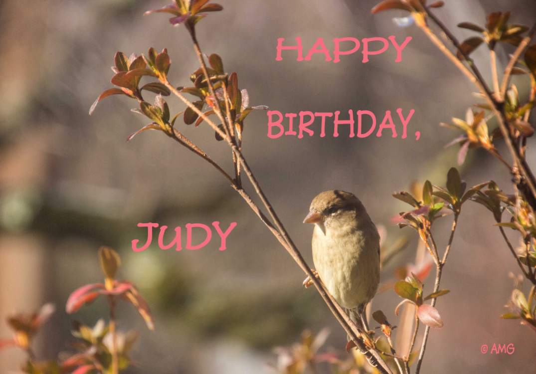 Solve Happy Birthday, Judy (HeyJude) jigsaw puzzle online with 15 pieces