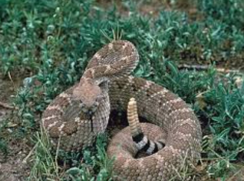 Solve Western Diamond-Back Rattlesnake jigsaw puzzle online with 12 pieces